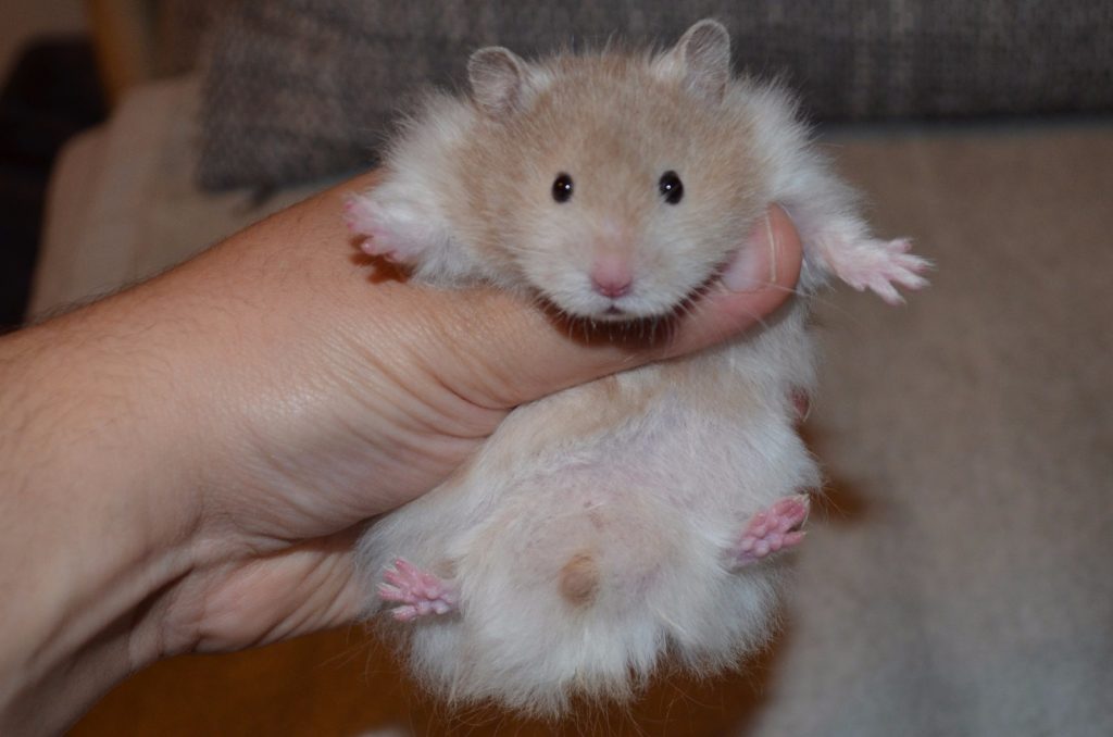 Merlin der Teddyhamster | Wurmelworld