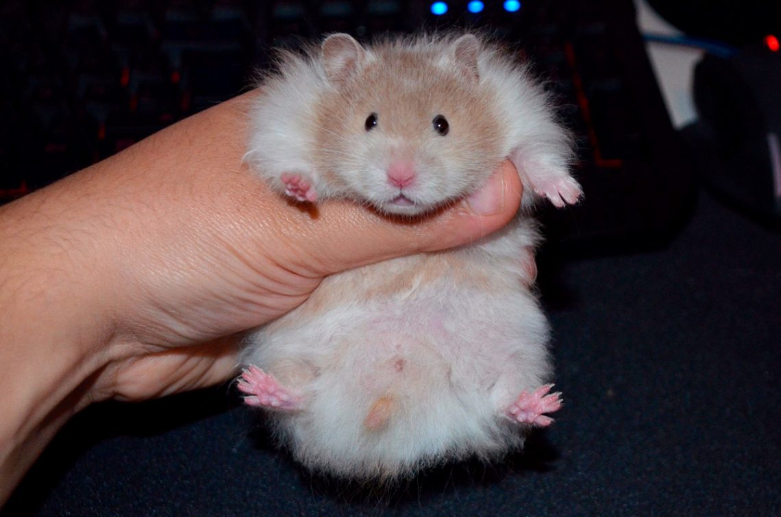 Merlin der Teddyhamster | Wurmelworld
